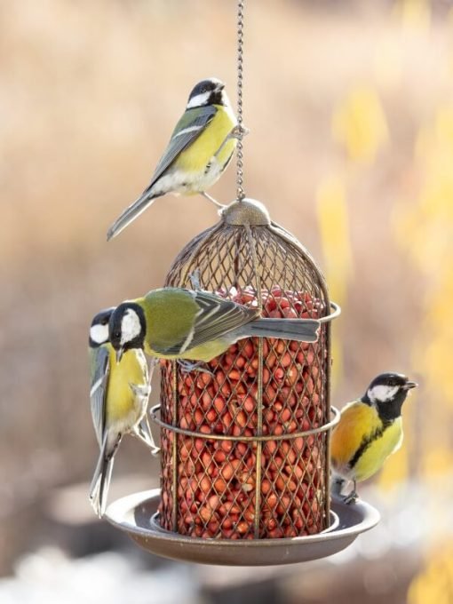 | What to feed Wild Garden Birds? A simple guide on the 4 main types of ...